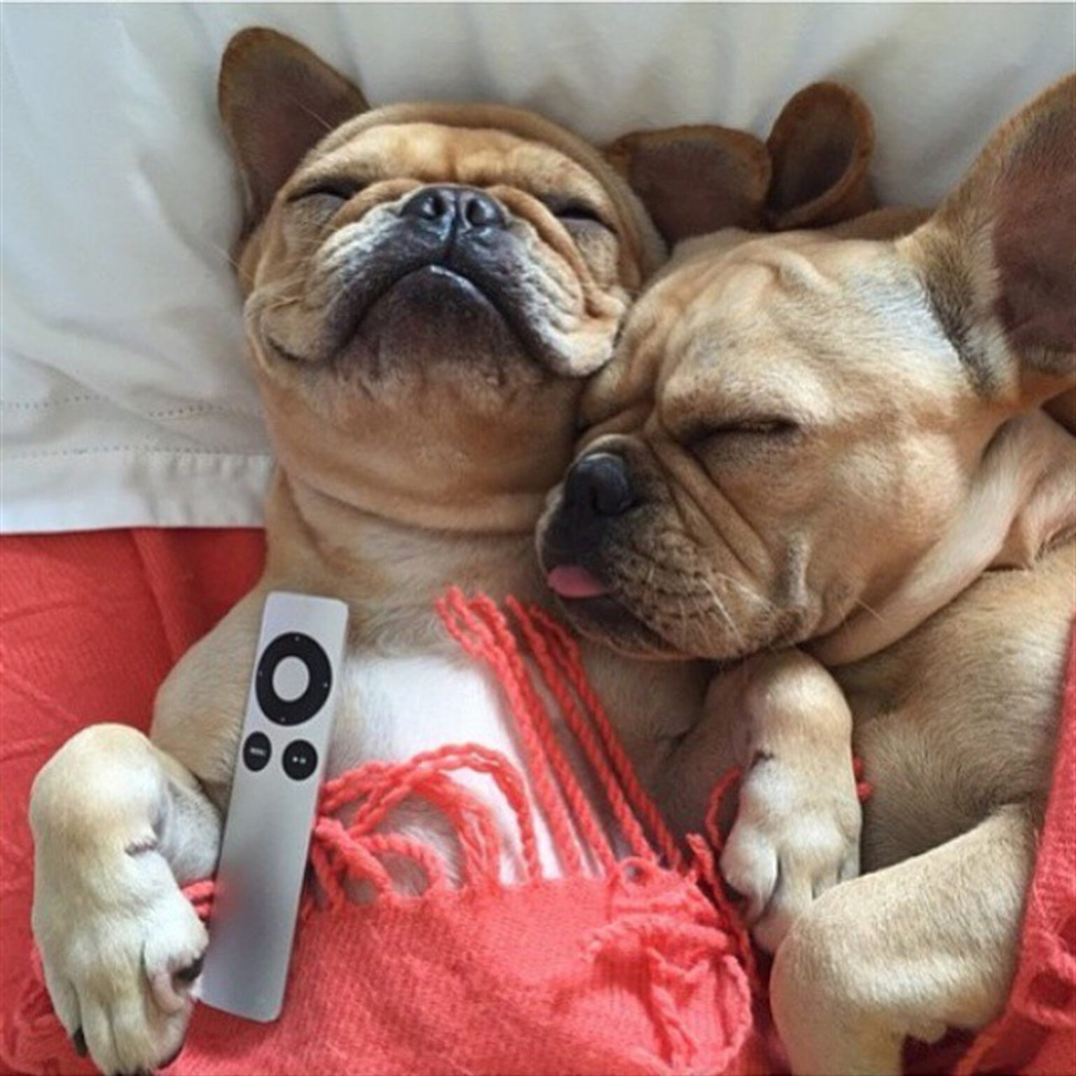 Doggy Dating - Woofstock